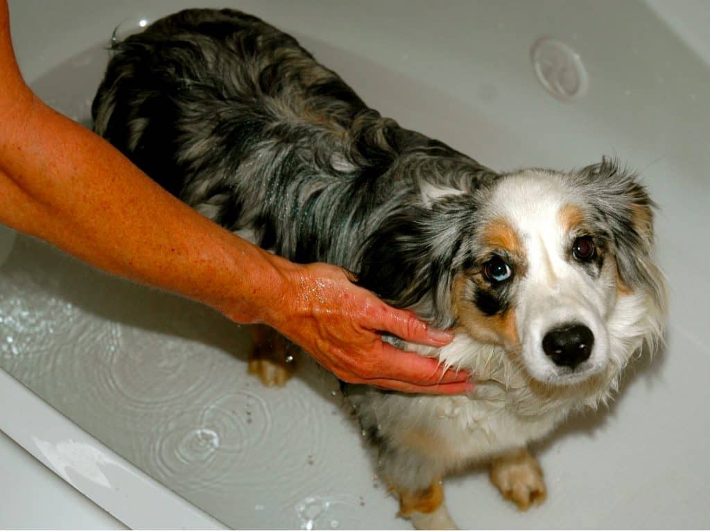 Top 35 Australian Shepherd Mixes - Hard Working Canine Companions ...