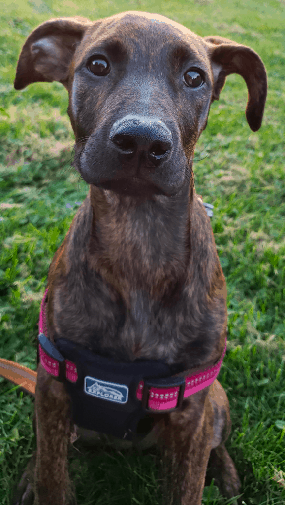 Top 30 Most Popular Boxer Mixes to Fill Your Heart and Life - PetVR.com