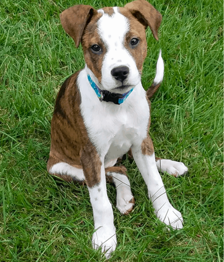 Top 30 Most Popular Boxer Mixes to Fill Your Heart and Life - PetVR.com