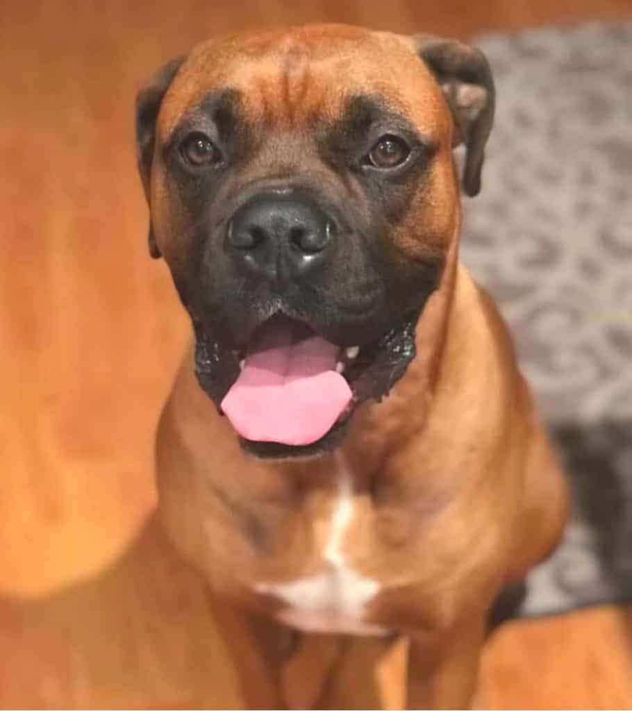 Top 30 Most Popular Boxer Mixes to Fill Your Heart and Life - PetVR.com
