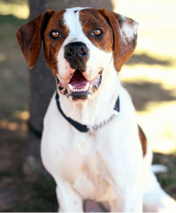 Top 30 Most Popular Boxer Mixes to Fill Your Heart and Life - PetVR.com