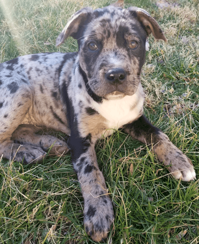 Top 35 Australian Shepherd Mixes - Hard Working Canine Companions ...