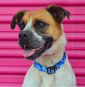 Top 30 Most Popular Boxer Mixes to Fill Your Heart and Life - PetVR.com