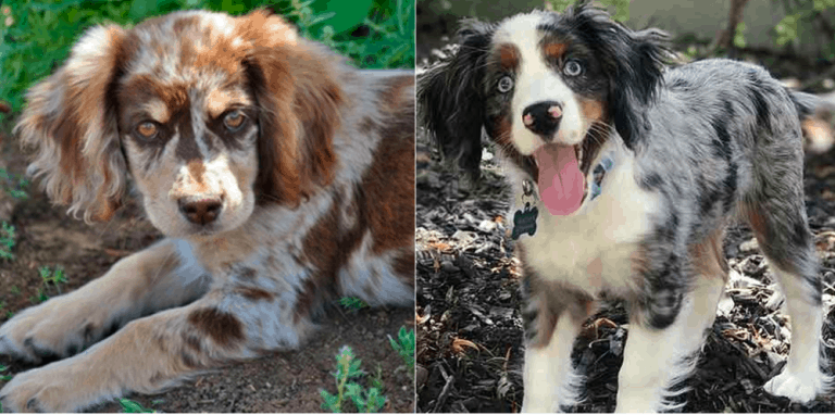 Top 35 Australian Shepherd Mixes - Hard Working Canine Companions ...