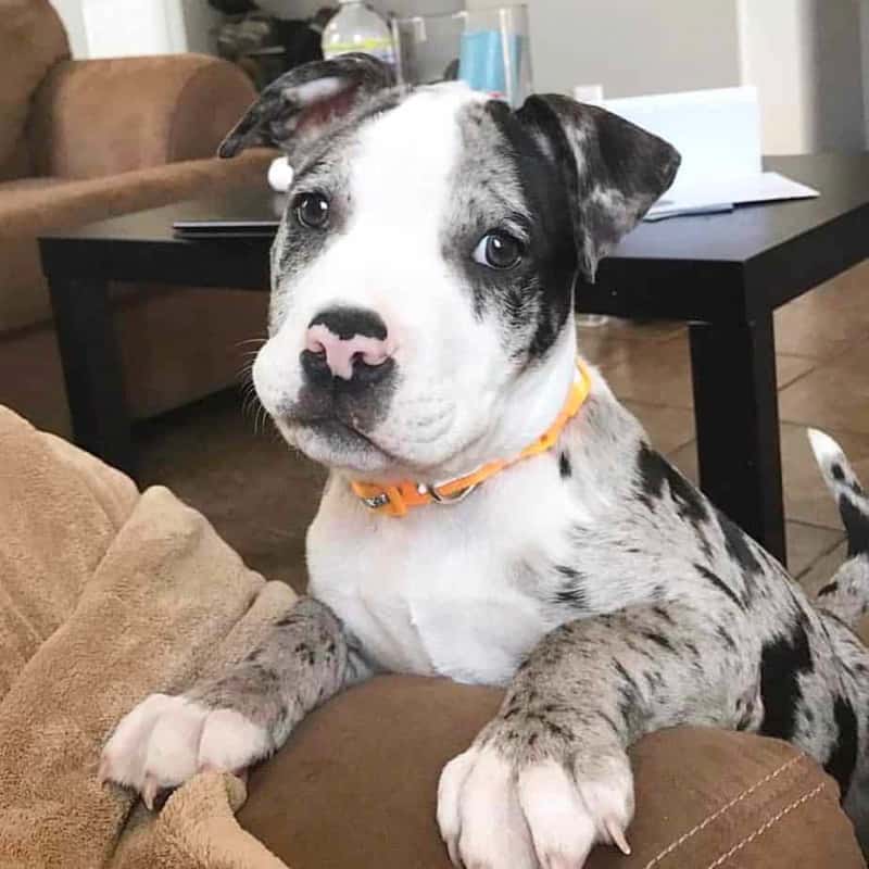 Top 35 Australian Shepherd Mixes - Hard Working Canine Companions ...