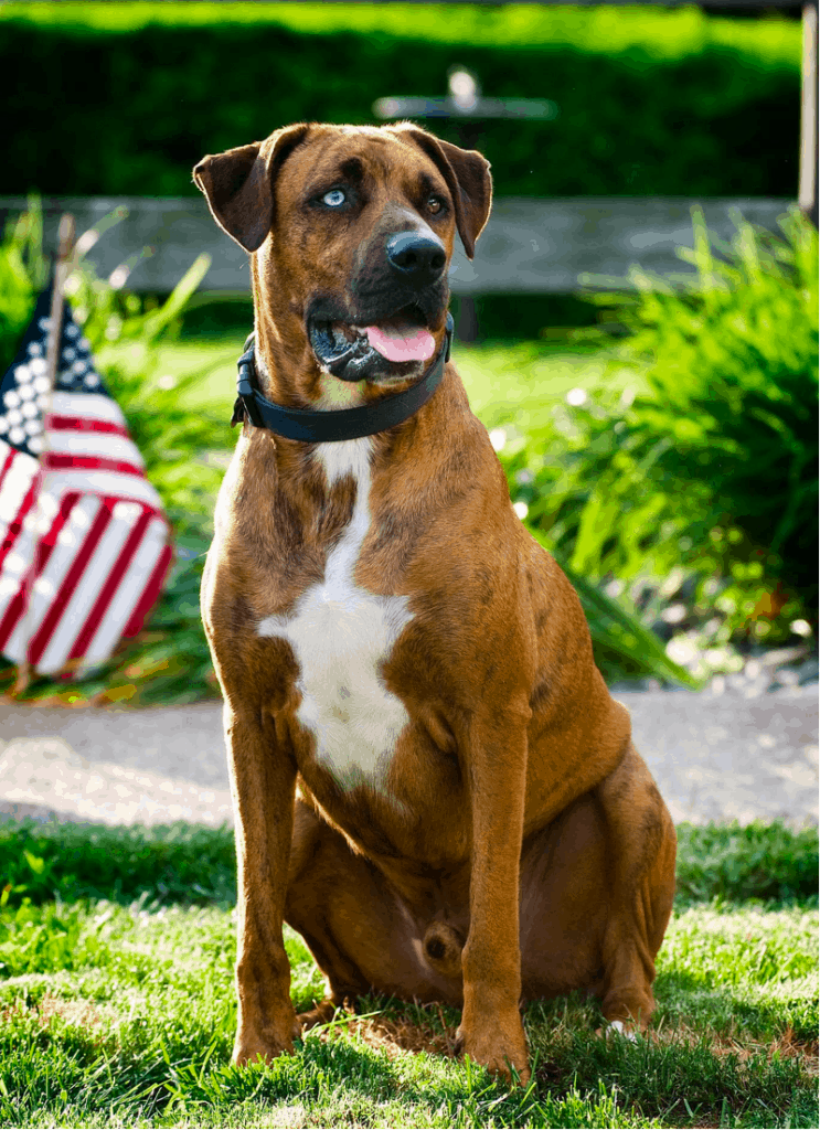 Top 30 Most Popular Boxer Mixes to Fill Your Heart and Life - PetVR.com