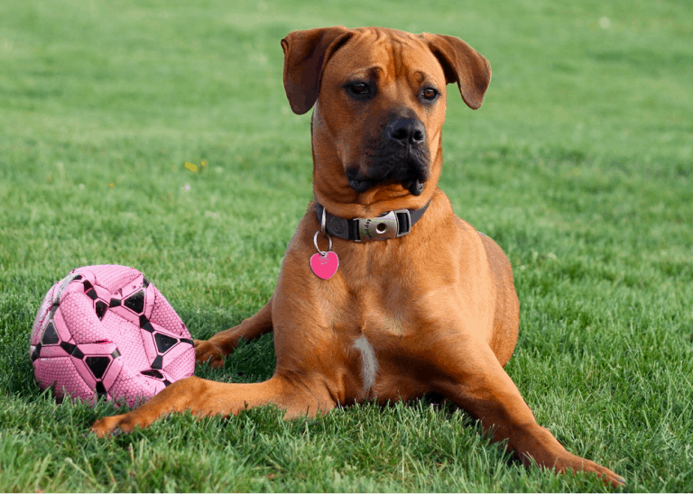 Top 30 Most Popular Boxer Mixes to Fill Your Heart and Life - PetVR.com