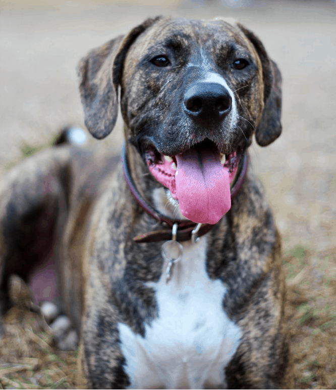 Boxer Lab Mix (Boxador): A Goofy and Devoted Family Dog - PetVR.com