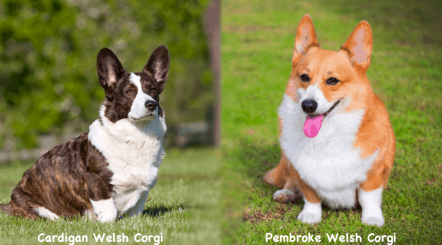24 Of the Cutest Corgi Mixes You Have Ever Seen - PetVR.com