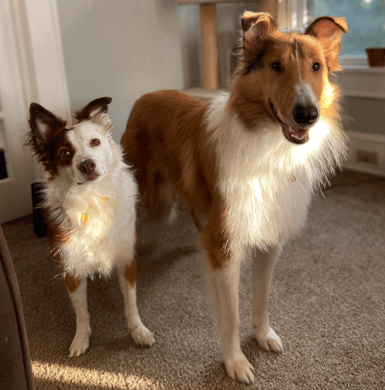 Top 29 Most Popular Border Collie Mixes You’ll Want to Add to Your Home ...