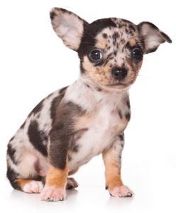 Top 31 Cheeky Chihuahua Mixes You Have to See - PetVR.com