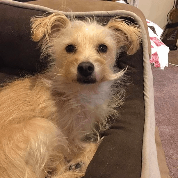 Top 31 Cheeky Chihuahua Mixes You Have to See - PetVR.com