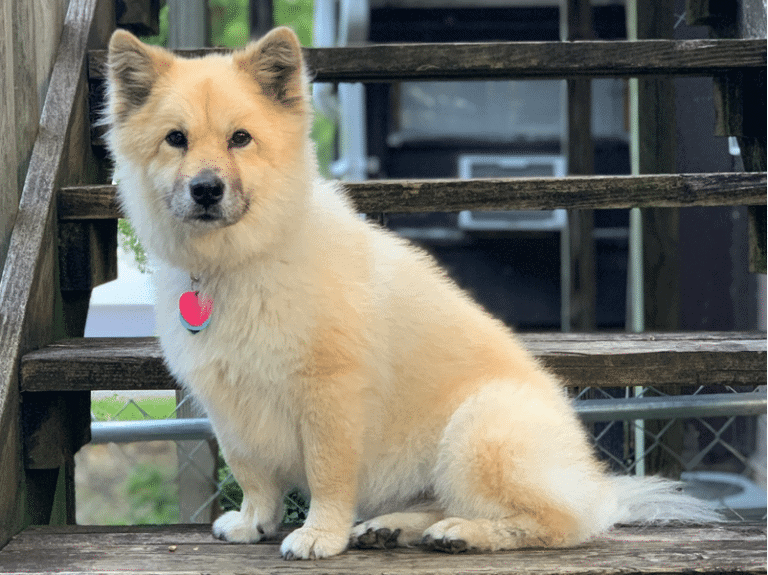 24 Of the Cutest Corgi Mixes You Have Ever Seen - PetVR.com