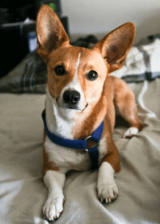 24 Of the Cutest Corgi Mixes You Have Ever Seen - PetVR.com