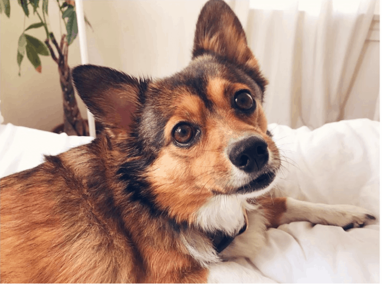 24 Of the Cutest Corgi Mixes You Have Ever Seen - PetVR.com