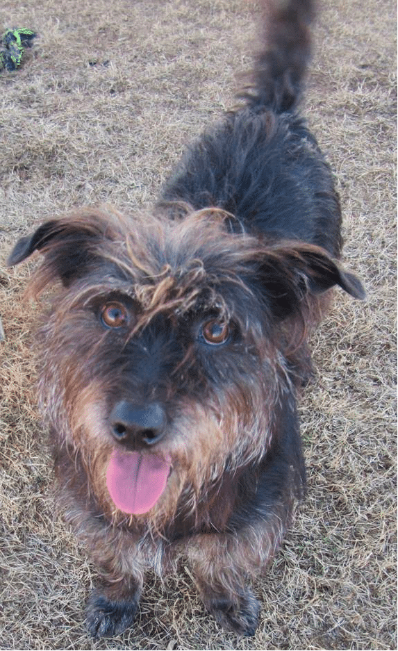 24 Of the Cutest Corgi Mixes You Have Ever Seen - PetVR.com