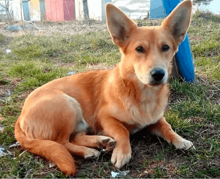 24 Of the Cutest Corgi Mixes You Have Ever Seen - PetVR.com