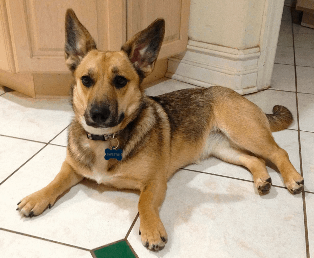 24 Of the Cutest Corgi Mixes You Have Ever Seen - PetVR.com