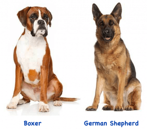 German Shepherd Boxer Mix: Must-Know Facts About the Upcoming ...