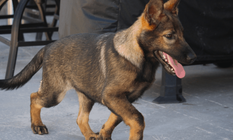 Lycan Shepherd - Everything You Need to Know - PetVR.com