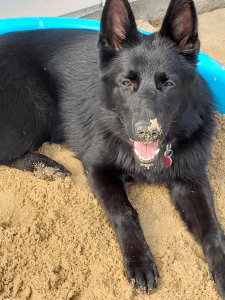 Lycan Shepherd - Everything You Need to Know - PetVR.com