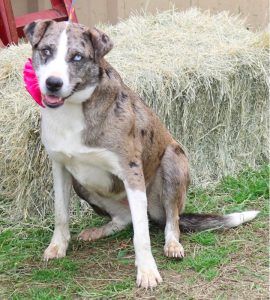 Top 18 Most Popular Catahoula Leopard Dog Mixes - PetVR.com
