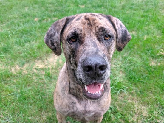 Top 18 Most Popular Catahoula Leopard Dog Mixes - PetVR.com