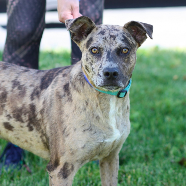 Top 18 Most Popular Catahoula Leopard Dog Mixes - PetVR.com