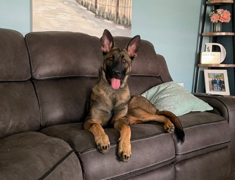 Top 10 Best German Shepherd Breeders in North Carolina (NC)