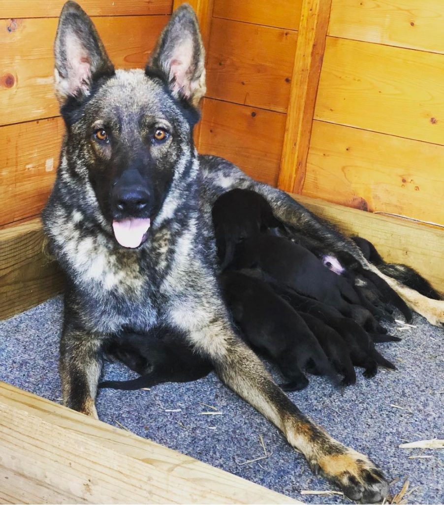 Top 10 Best German Shepherd Breeders in Pennsylvania (PA)