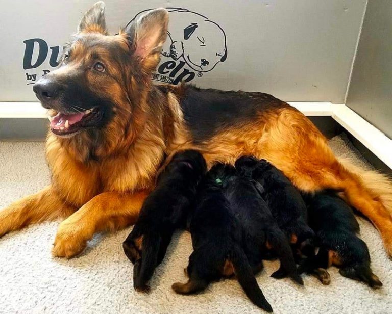 Top 10 Best German Shepherd Breeders in Pennsylvania (PA)