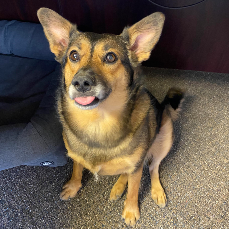 German Shepherd Corgi Mix: Temperament, Facts, and Health Care