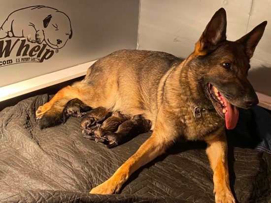 Top 11 Best German Shepherd Breeders in Maine (ME)