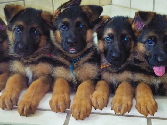 Top 10 Best German Shepherd Breeders in Florida (FL)