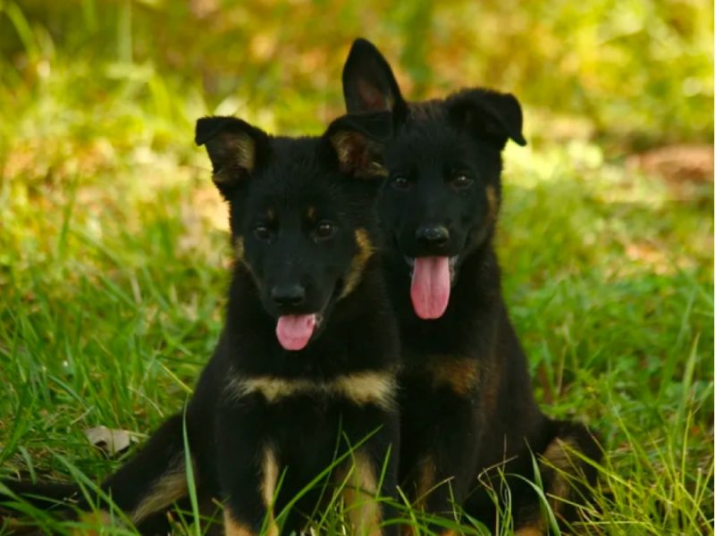 Top 10 Best German Shepherd Breeders in Alabama (AL)