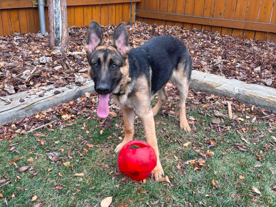 6 Month Old German Shepherd: Energetic, Curious, and Playful Puppy
