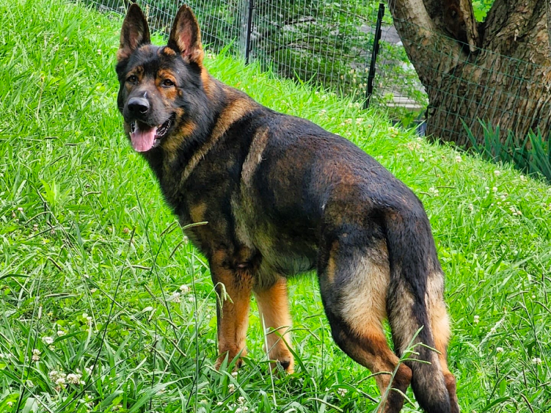 6 Month Old German Shepherd: Energetic, Curious, and Playful Puppy