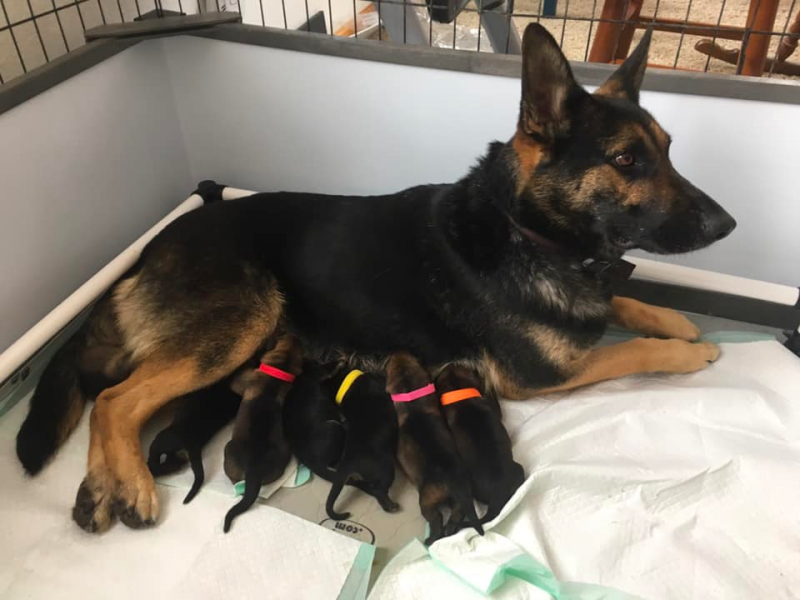 Top 9 Best German Shepherd Breeders in Colorado (CO)