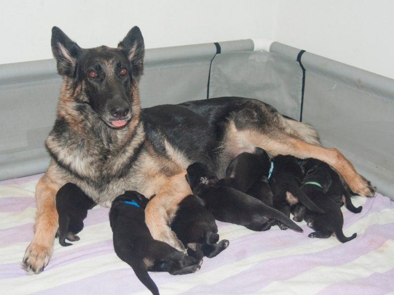 Top 10 Best German Shepherd Breeders in Minnesota (MN)
