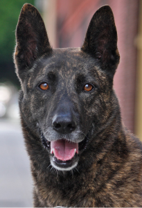 Brindle German Shepherd: A Complete Breed Guide