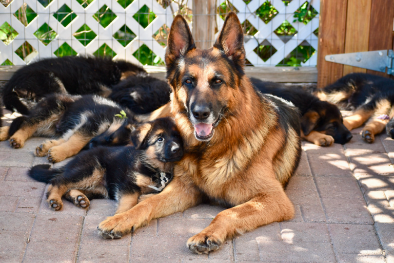 Top 9 Best German Shepherd Breeders in Colorado (CO)