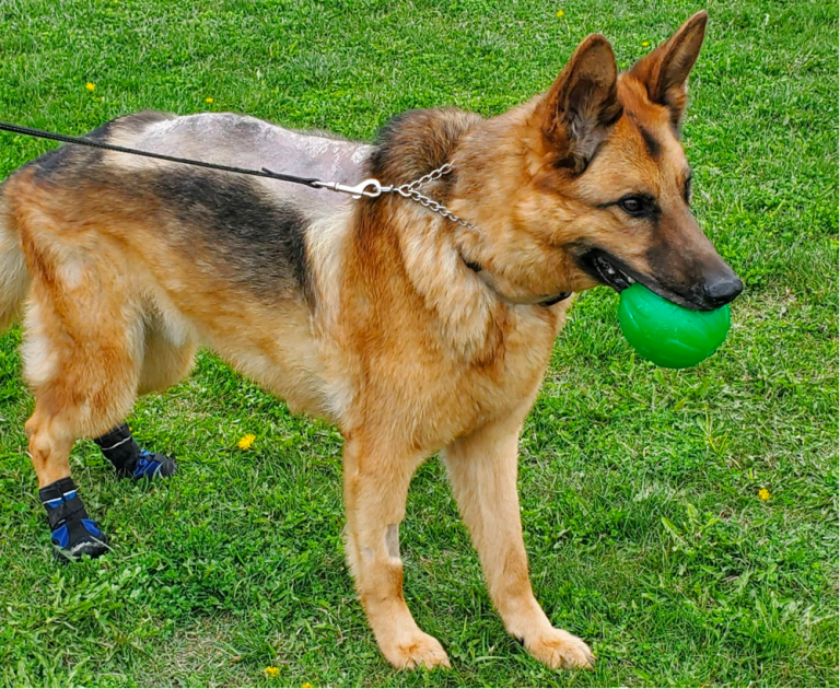 Intervertebral Disk Disease in German Shepherds: Signs and Treatment