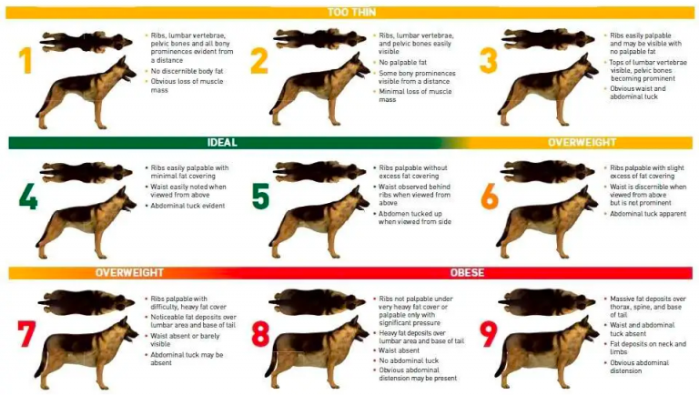 How To Keep Your German Shepherd Thin, Fit and Healthy