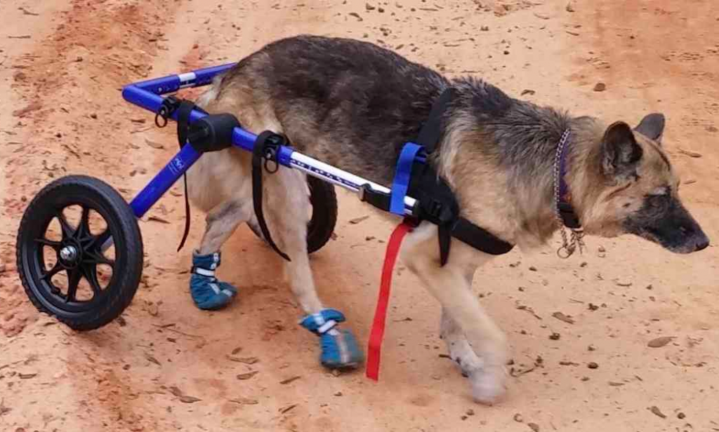 Mitochondrial Myopathy in German Shepherds: Symptoms, Causes, and ...