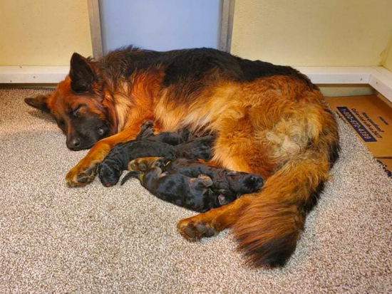 Top 9 Best German Shepherd Breeders in Colorado (CO)