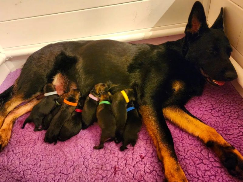 Top 9 Best German Shepherd Breeders in South Carolina (SC) - PetVR.com