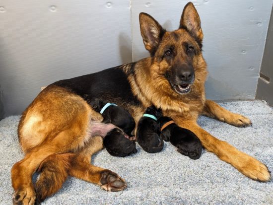Top 10 Best German Shepherd Breeders in Minnesota (MN)