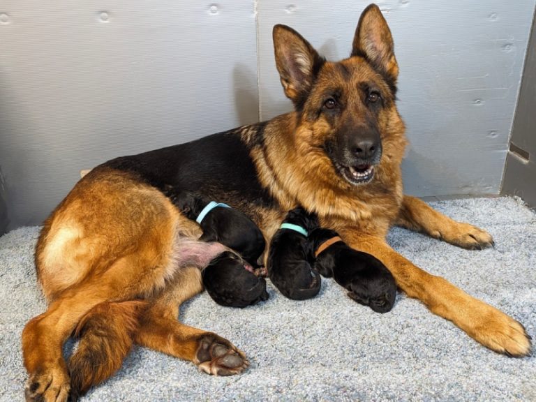 Top 10 Best German Shepherd Breeders in Minnesota (MN)