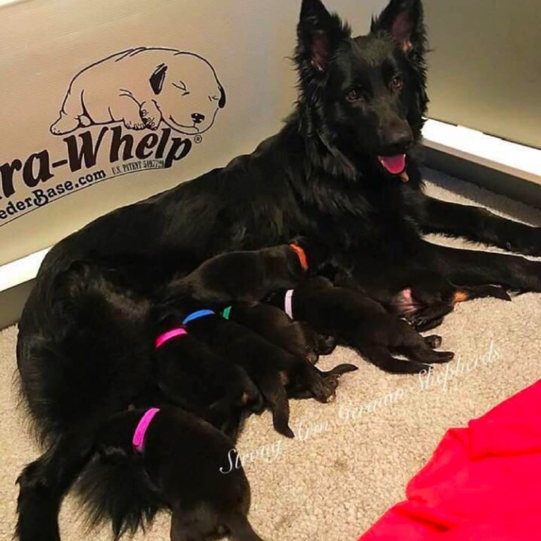 Top 10 Best German Shepherd Breeders in Minnesota (MN)