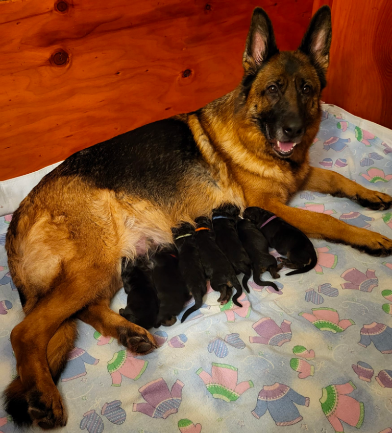 Top 10 Best German Shepherd Breeders in Washington State (WA)